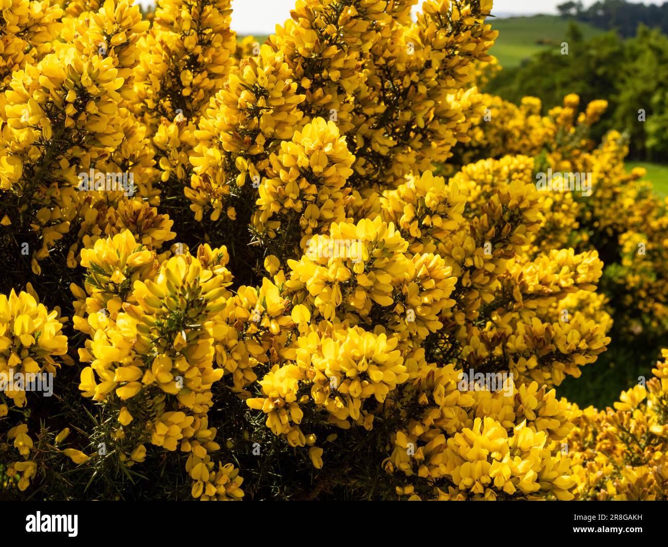 Gorse up close hi-res stock photography and images - Alamy