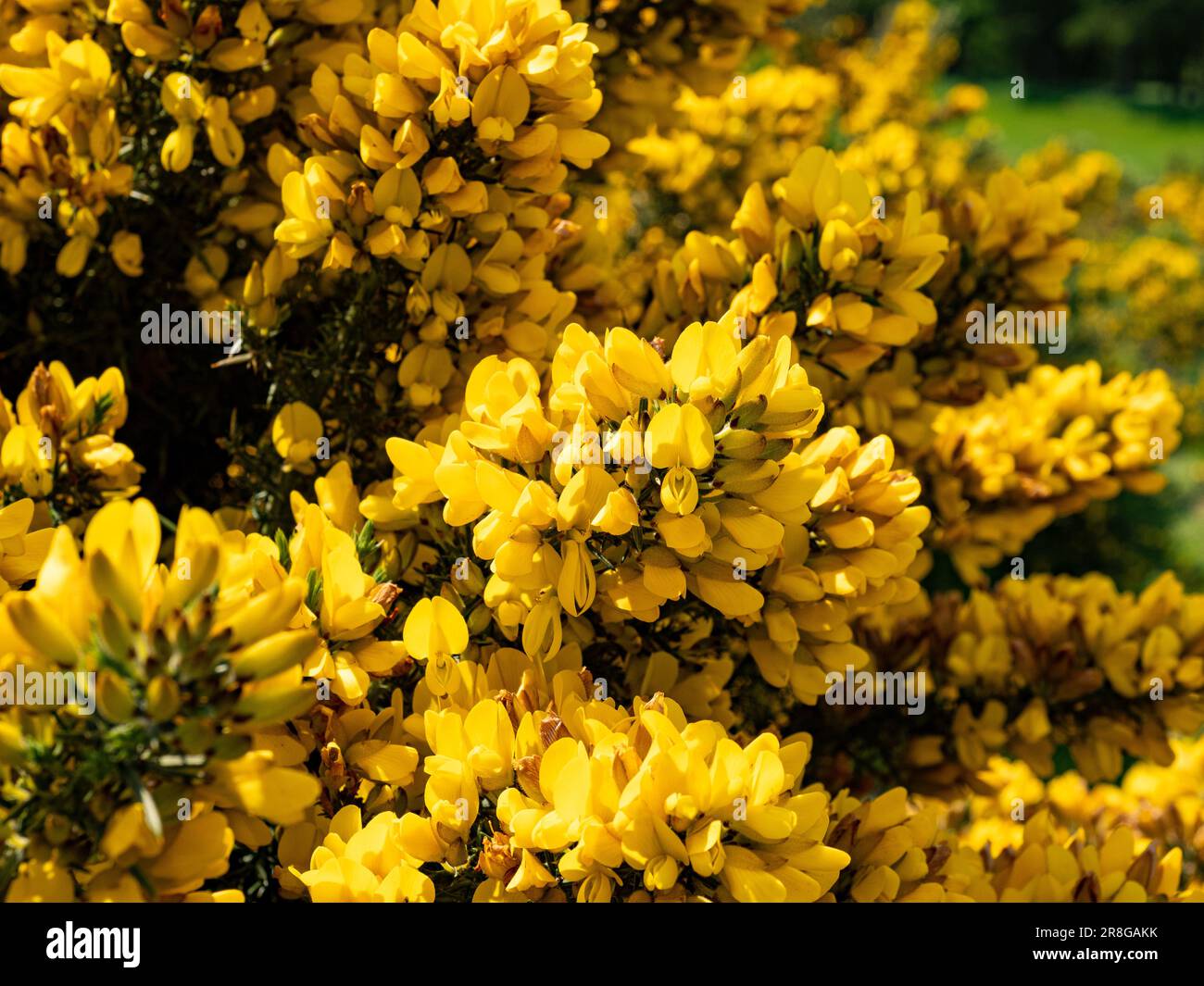 Gorse close up hi-res stock photography and images - Alamy