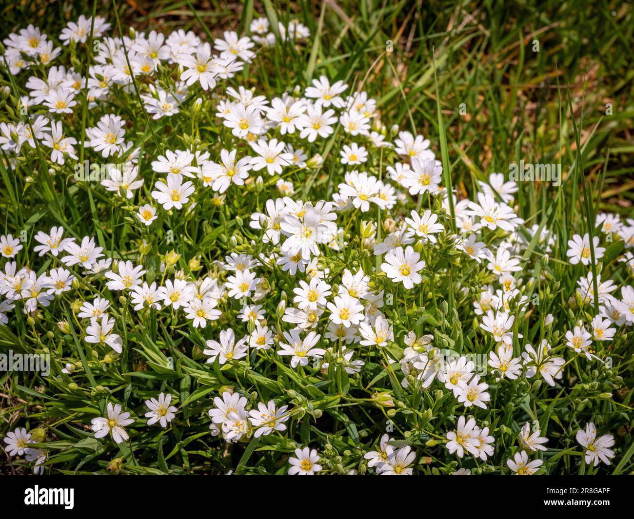 The white flowers of Stellaria holostea commonly called Greater ...