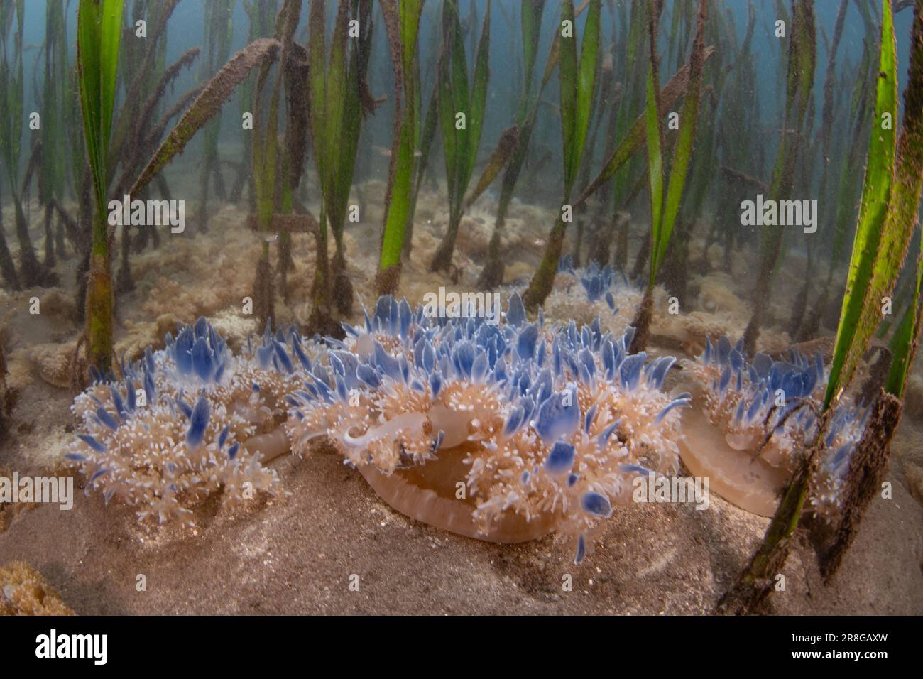Upside-down jellyfish, Cassiopea sp., thrive amid a seagrass bed in ...