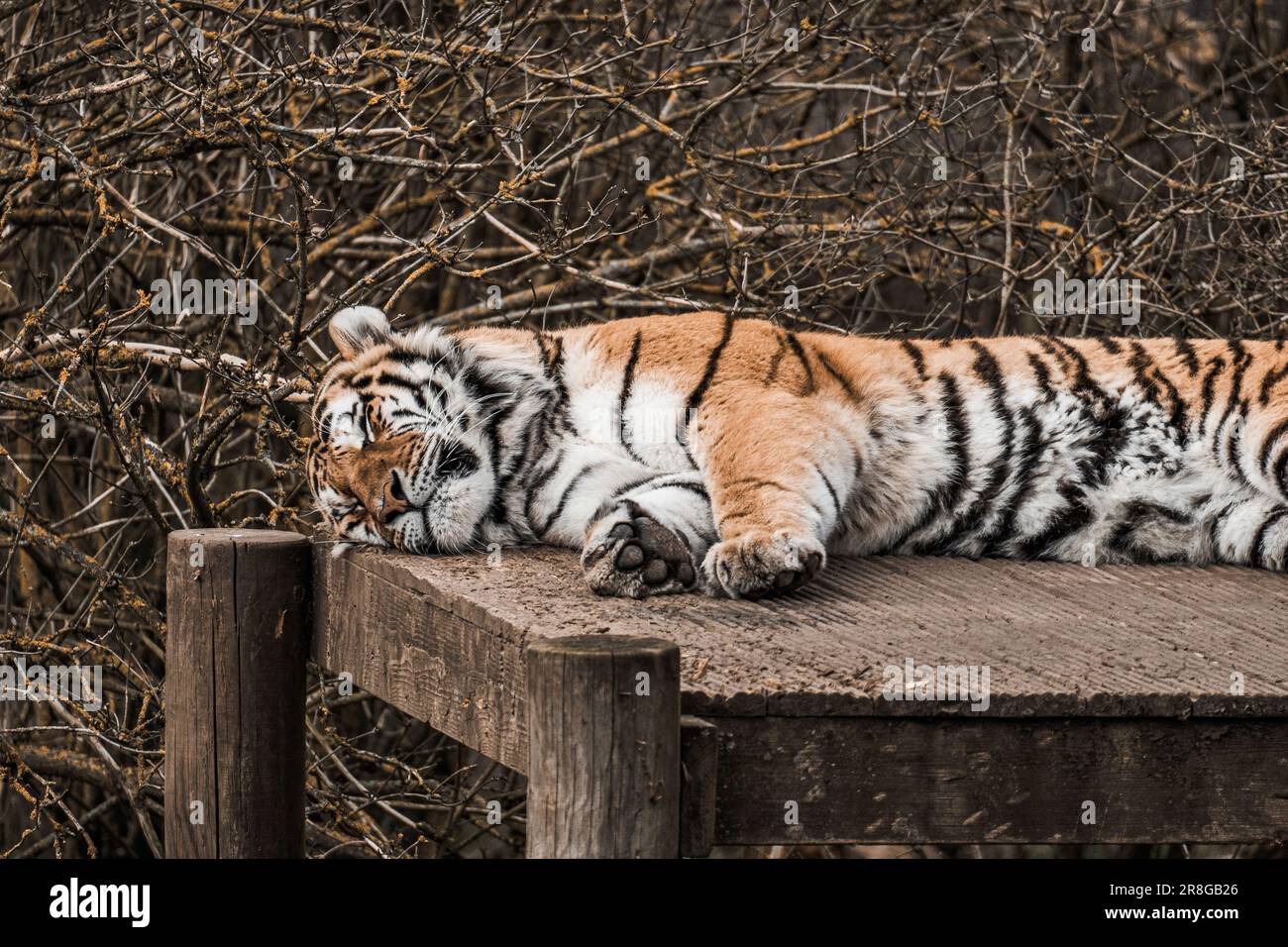 A majestic Bengal tiger is perched atop a bench, leisurely taking in ...