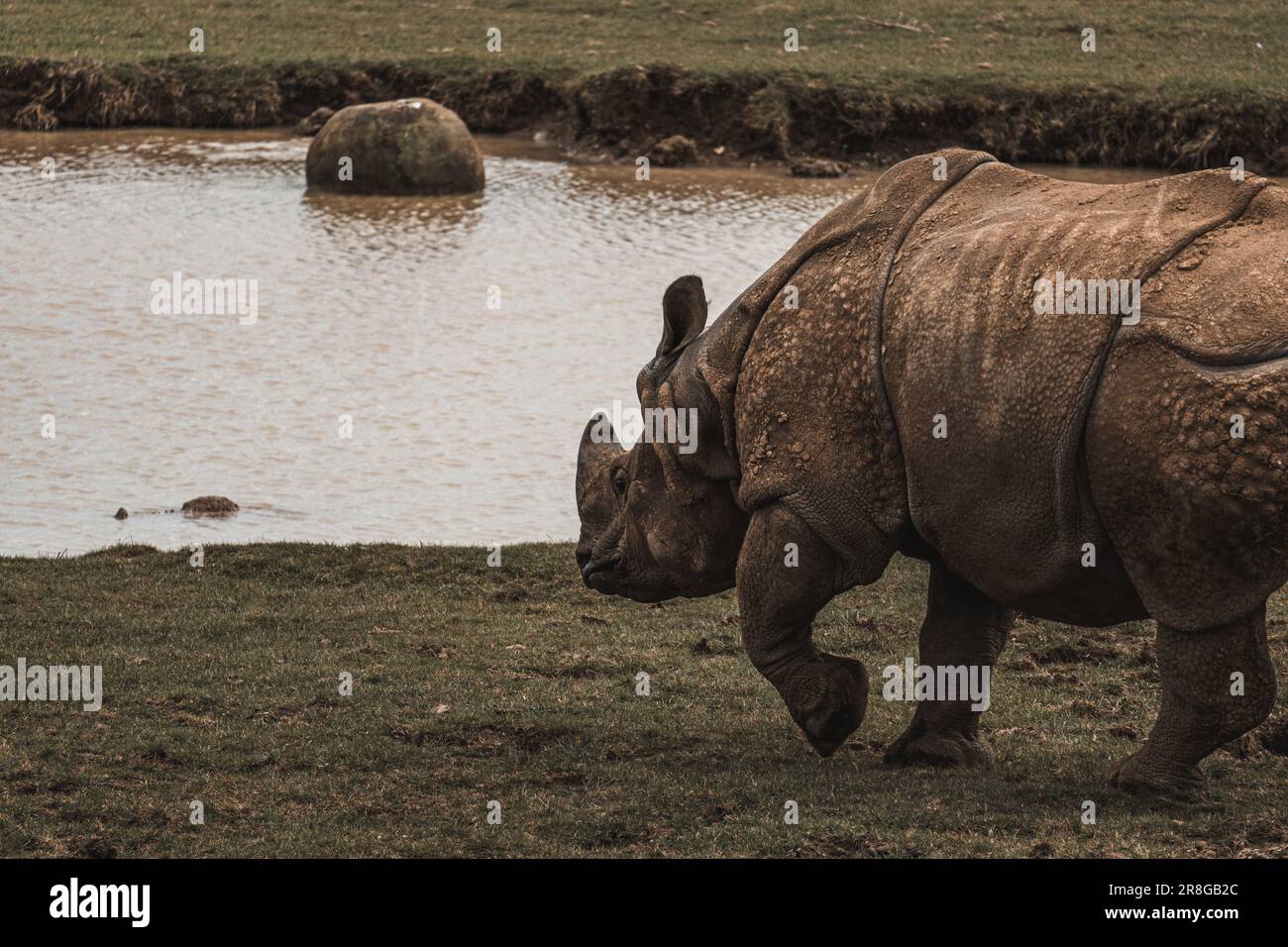 A majestic rhinoceros stands in a grassy field near a large body of ...