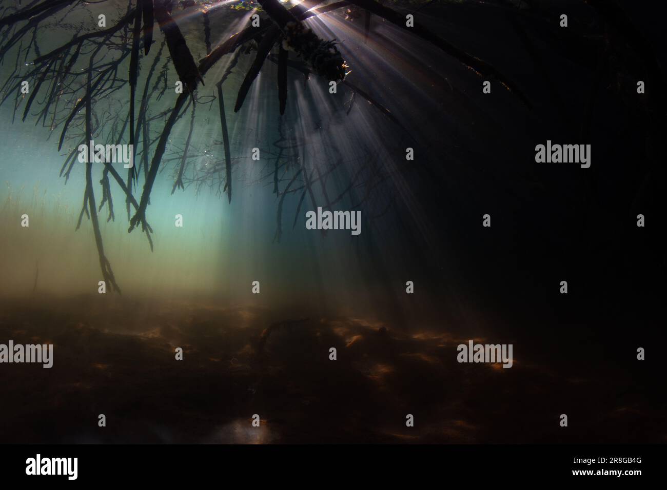 Beams of light filter into the dark shadows of a mangrove forest in ...