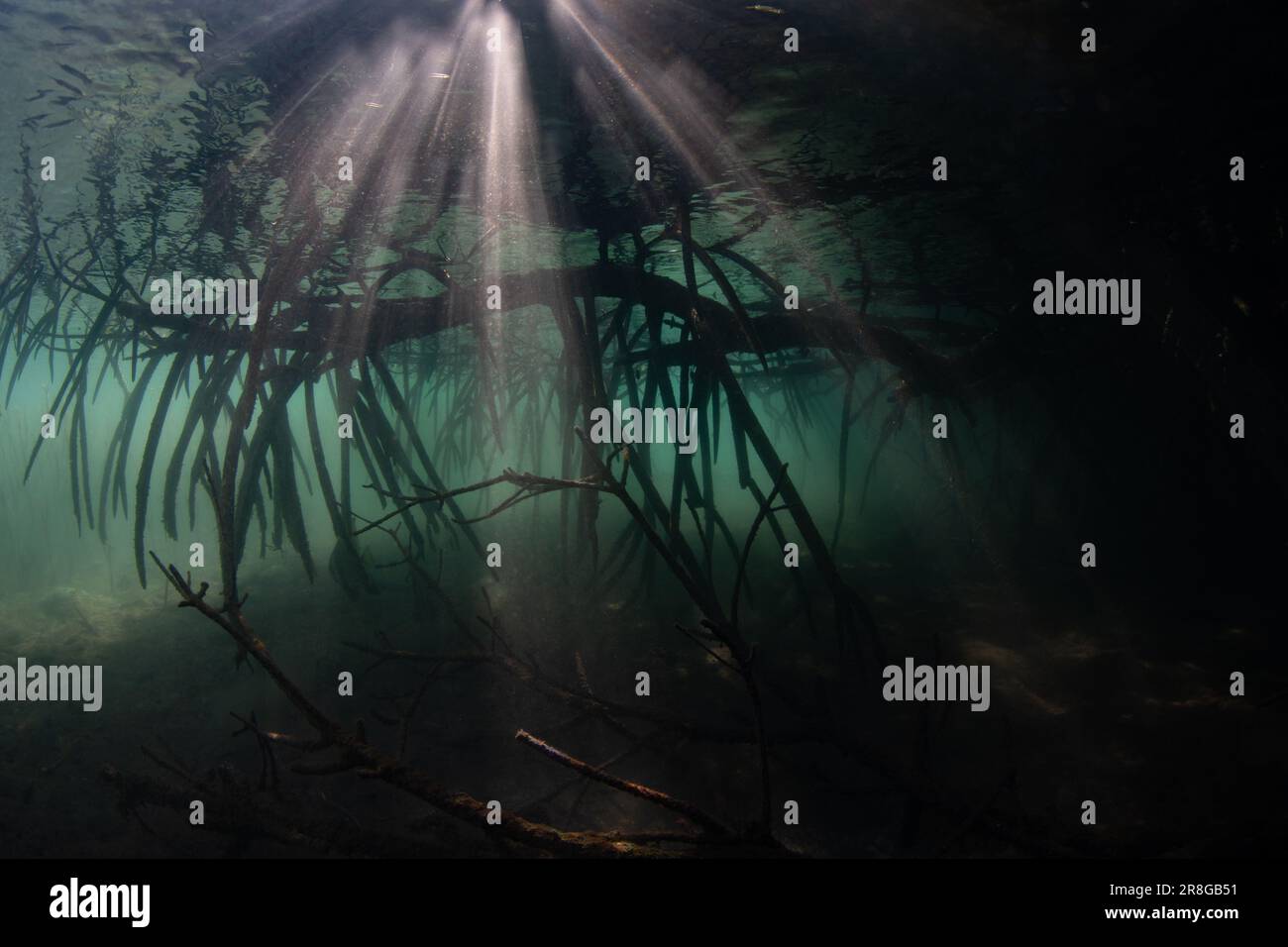 Beams of light filter into the dark shadows of a mangrove forest in ...