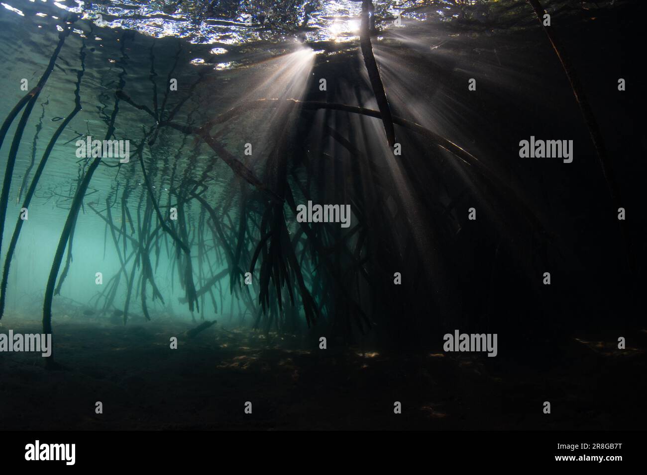 Beams of light filter into the dark shadows of a mangrove forest in ...