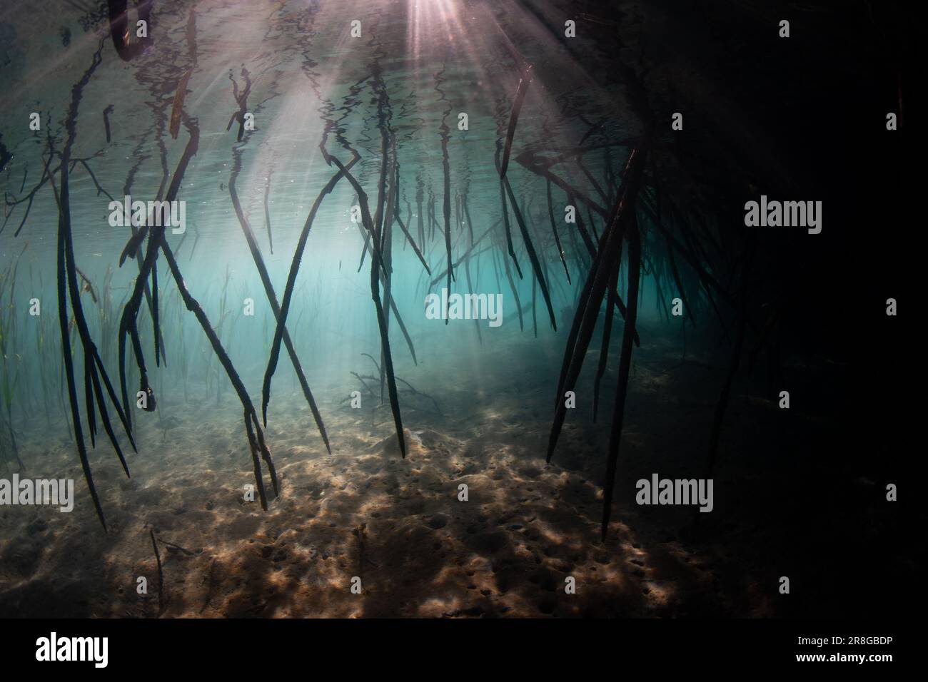 Beams of light filter into the dark shadows of a mangrove forest in ...
