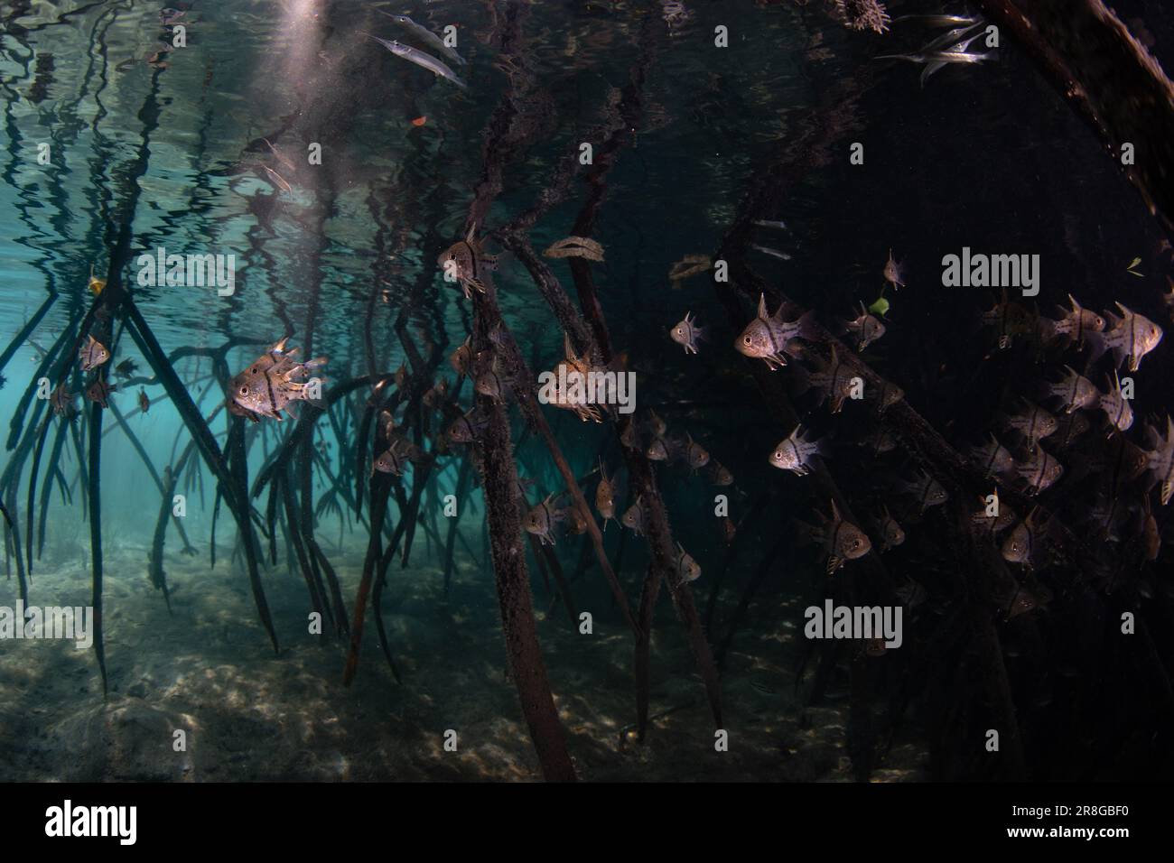 Orbiculate cardinalfish hover amid a mangrove forest in Komodo National ...