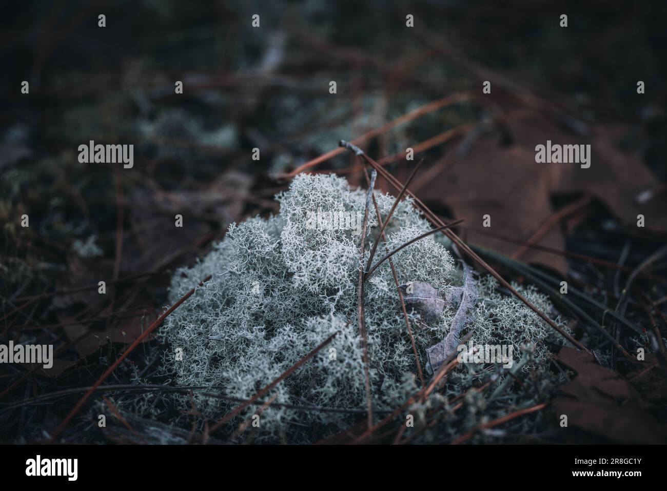 A pile of white moss on a bed of green and yellow leaves Stock Photo ...
