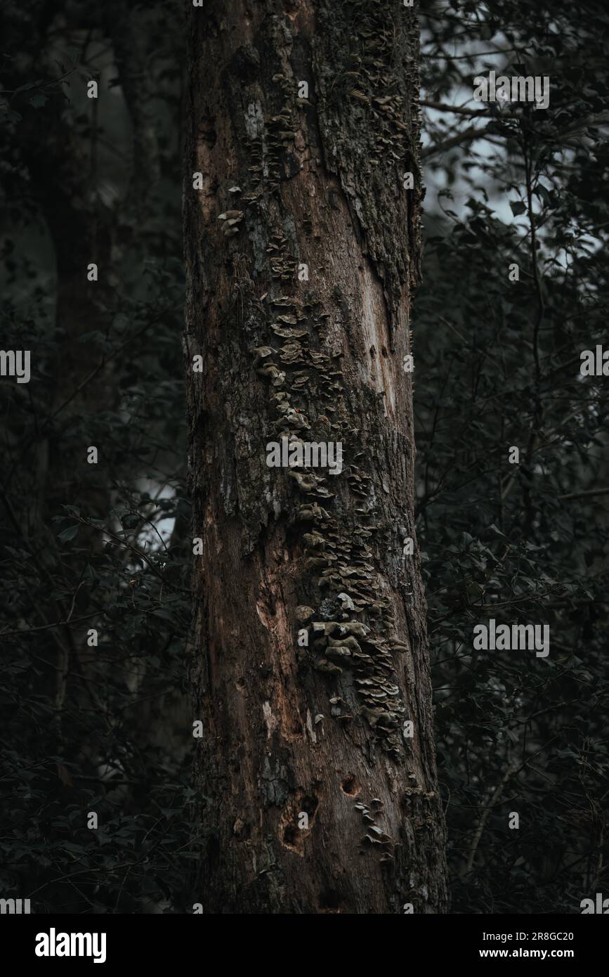 A close-up of a tree trunk in a wooded area, with white and grey ...