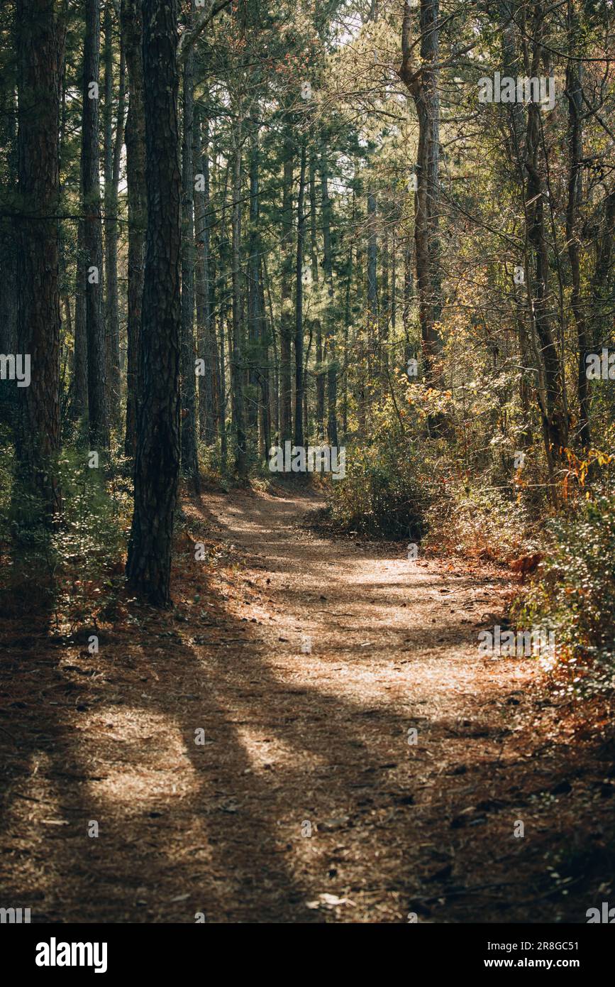Sun drenched forest dense hi-res stock photography and images - Alamy