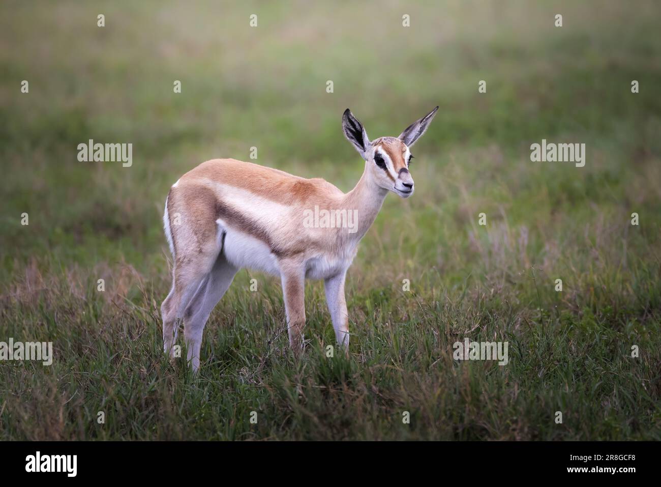Cute Baby Gazelle