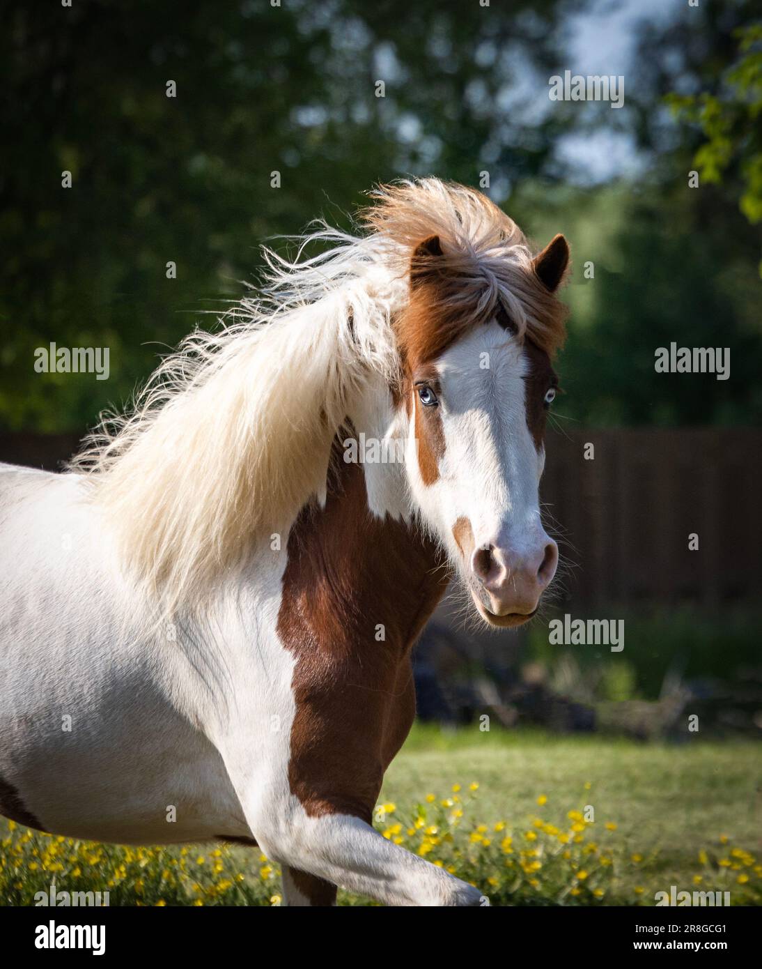 Beautiful young pinto Icelandic mare dances in the summer pasture Stock ...