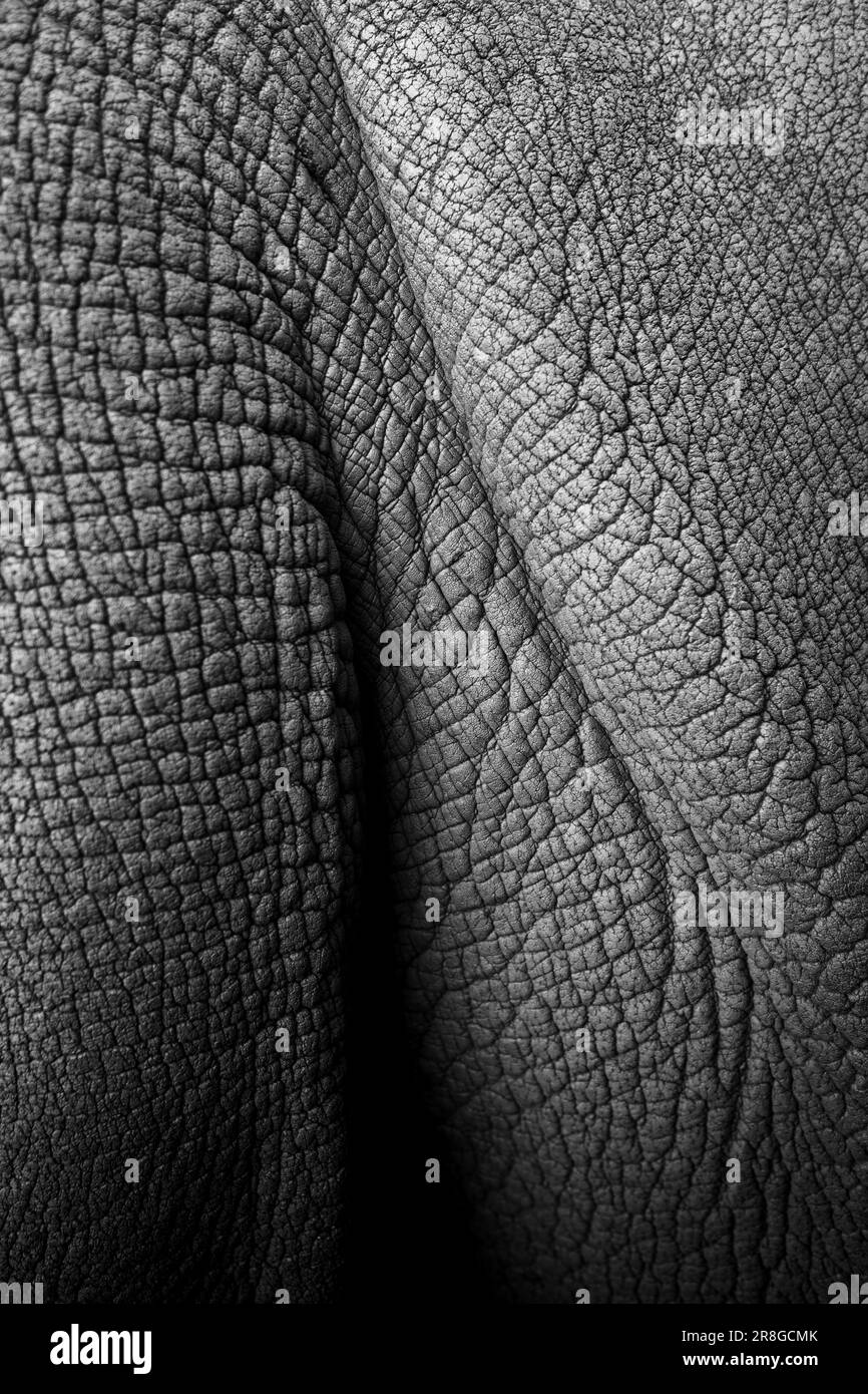 Rhino conservation Black and White Stock Photos & Images - Alamy
