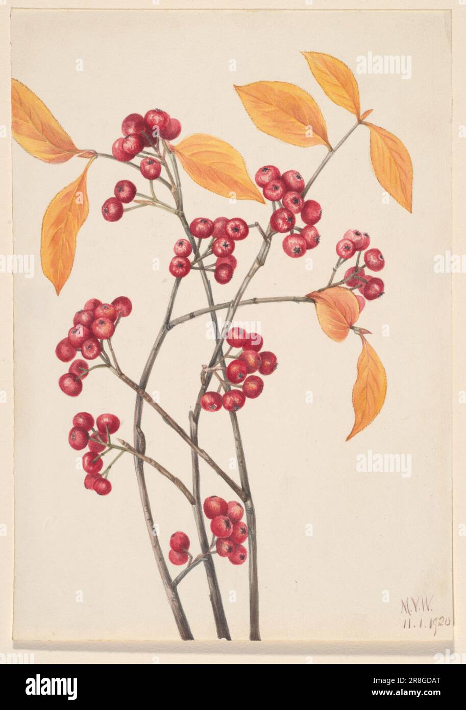 Red Chokeberry (Aronia arbutifolia) 1920 by Mary Vaux Walcott, born ...