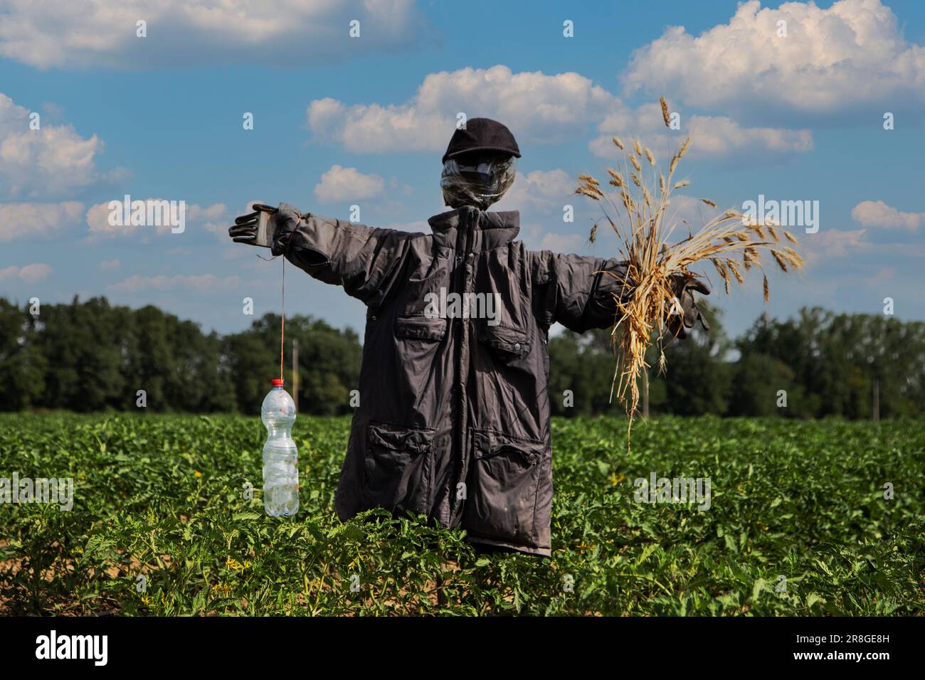 Scarecrow in a cornfield Stock Photo - Alamy
