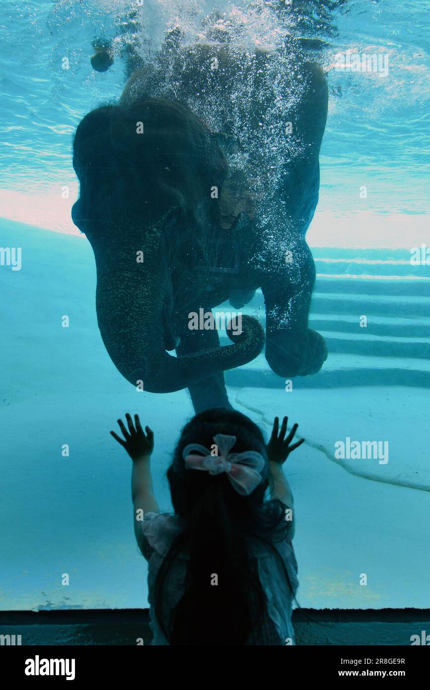 Chonburi. 21st June, 2023. A child watches an elephant diving at Khao ...