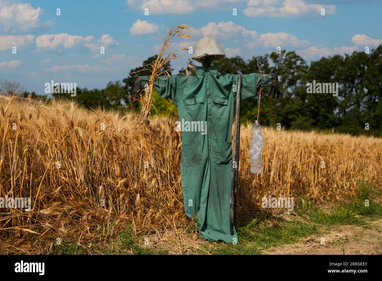 Scarecrow in a cornfield Stock Photo - Alamy