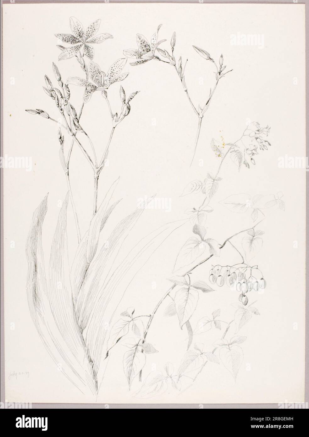 Untitled (Botanical Study) 1889 by George Elbert Burr, born Monroe ...