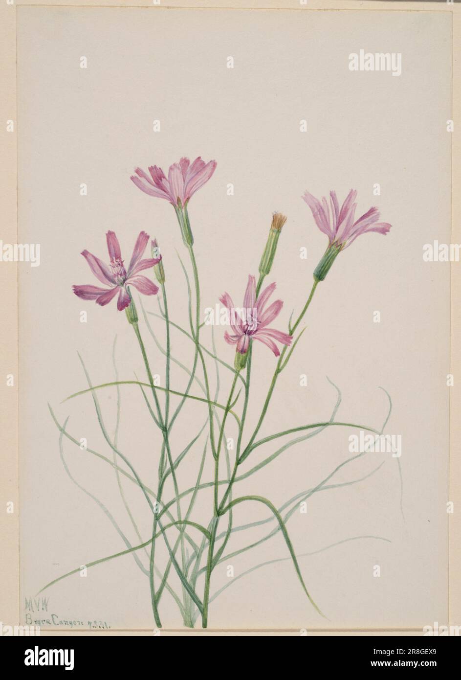 Skeleton Weed (Lygodesmia grandiflora) 1931 by Mary Vaux Walcott, born ...