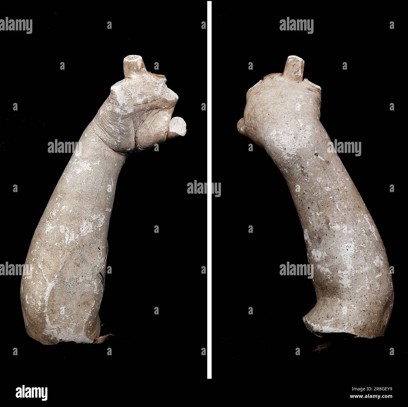 Cast of an Unidentified Baby's Right Hand and Forearm (all fingers ...