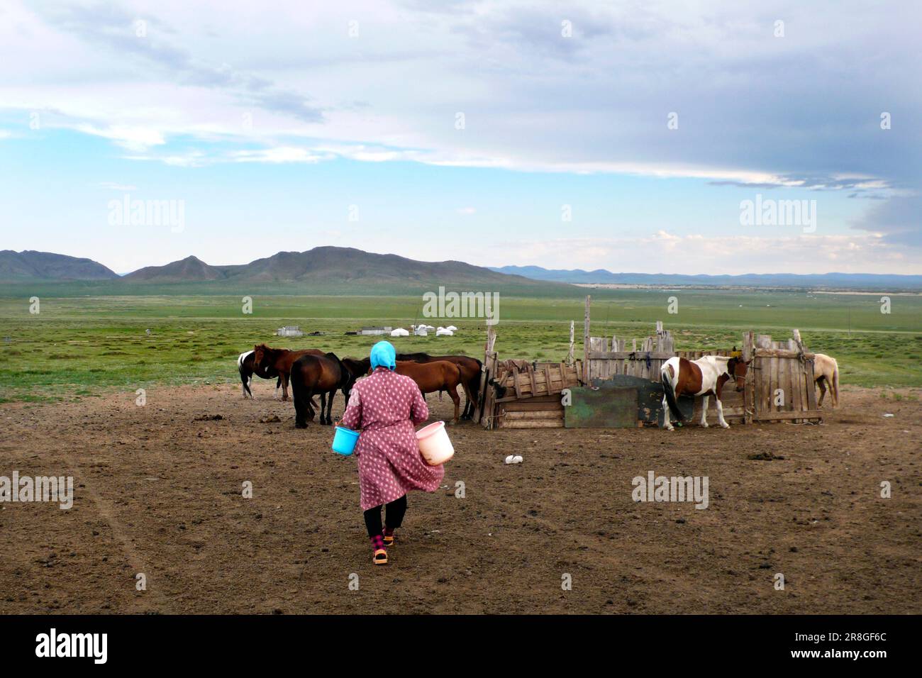Daily Life, Milking, Mongolian Nomads, Mongolia Stock Photo - Alamy