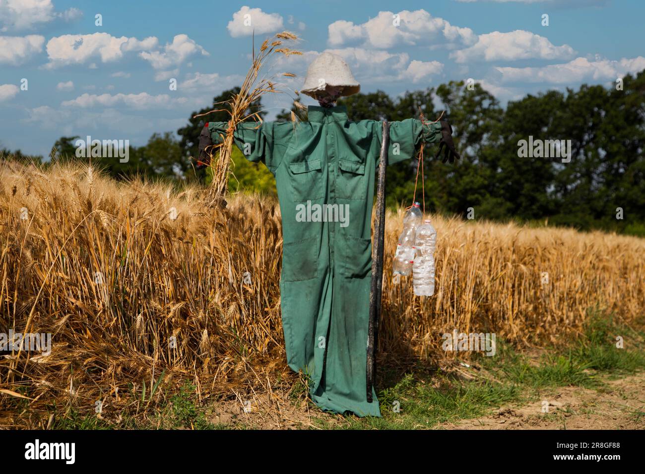 Farm scarecrow wheat crop hi-res stock photography and images - Alamy