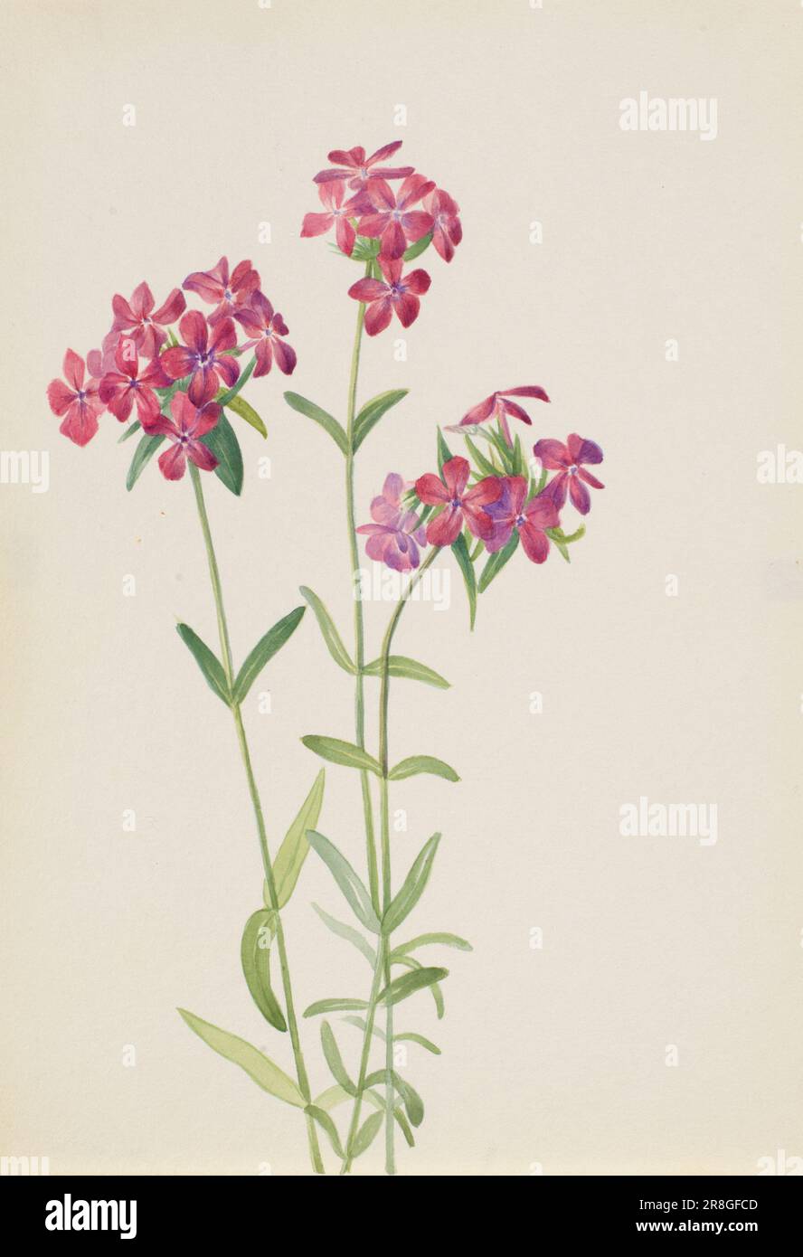 Hairy Phlox (Phlox amoena) ca. early 1930s by Mary Vaux Walcott, born ...