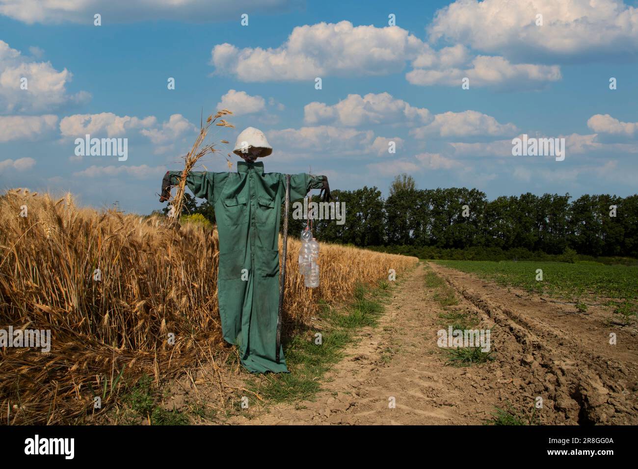 Scarecrow in a cornfield Stock Photo - Alamy