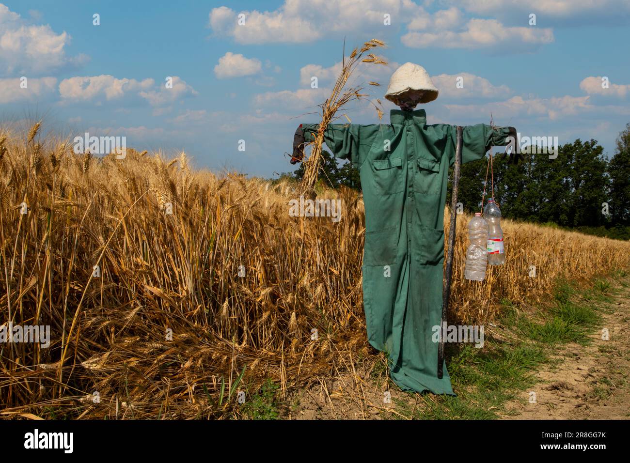 Scarecrow in a cornfield Stock Photo - Alamy