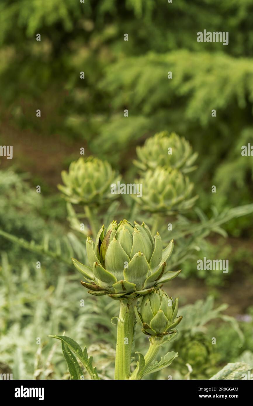 the artichoke originating from the western Mediterranean, was later ...