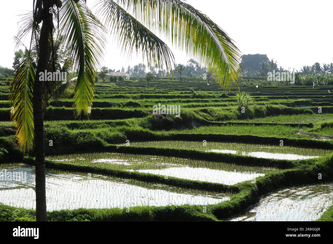 Rice Fields, Bali, Indonesia Stock Photo - Alamy