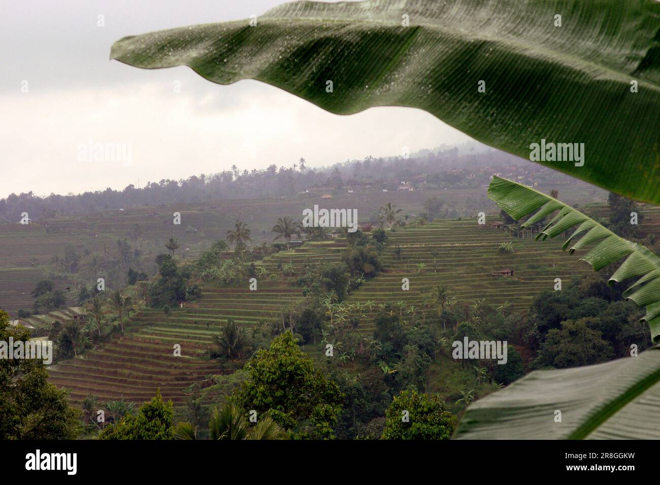 Rice Fields, Bali, Indonesia Stock Photo - Alamy