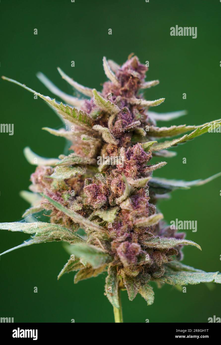 Close up of flowering cannabis plant green background Stock Photo - Alamy