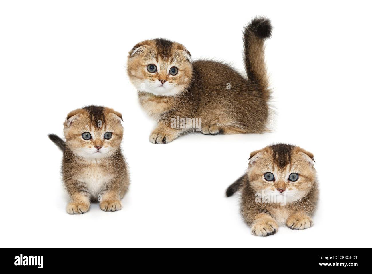 Kitten in different poses hi-res stock photography and images - Alamy