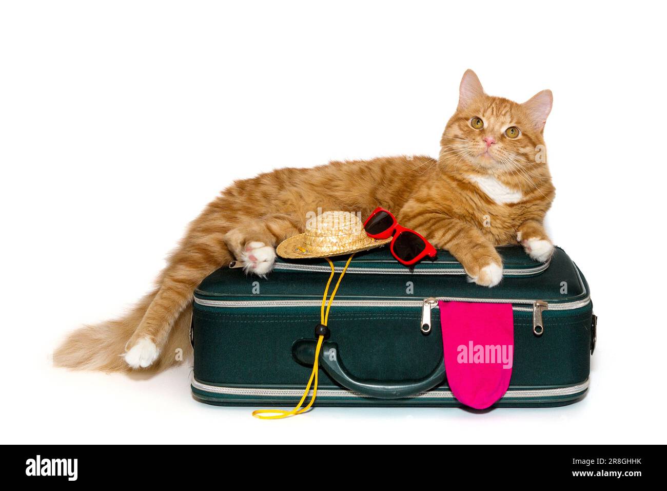 Hamilton The Hipster Cat Wallpaper