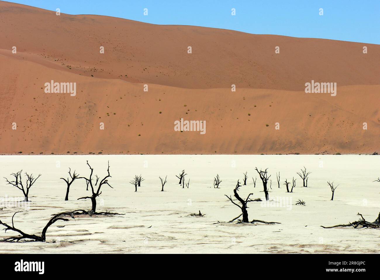 Flora namib hi-res stock photography and images - Alamy