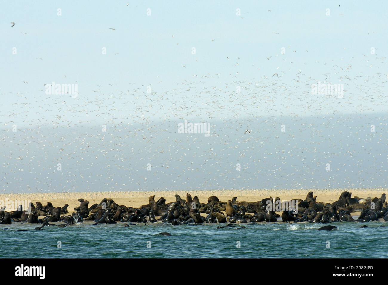 Sea animal animals hi-res stock photography and images - Alamy