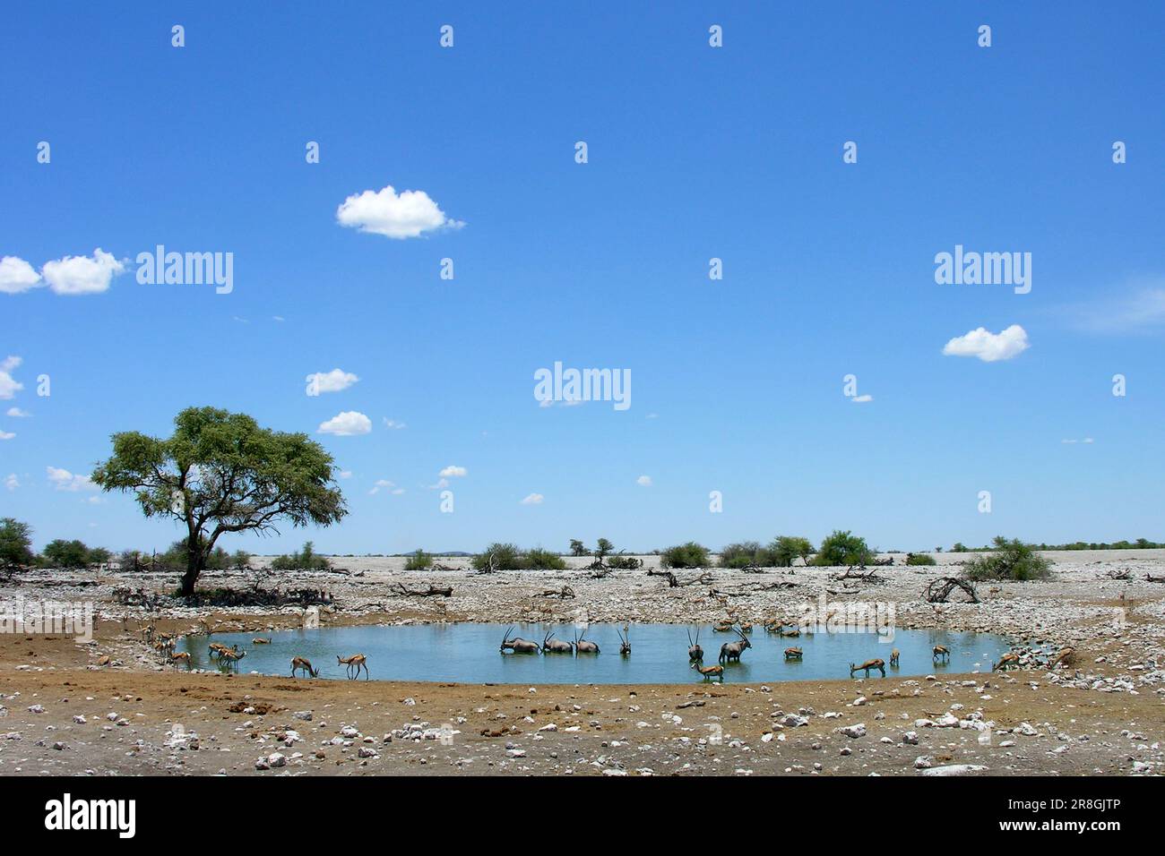Wild animals national parks hi-res stock photography and images - Alamy