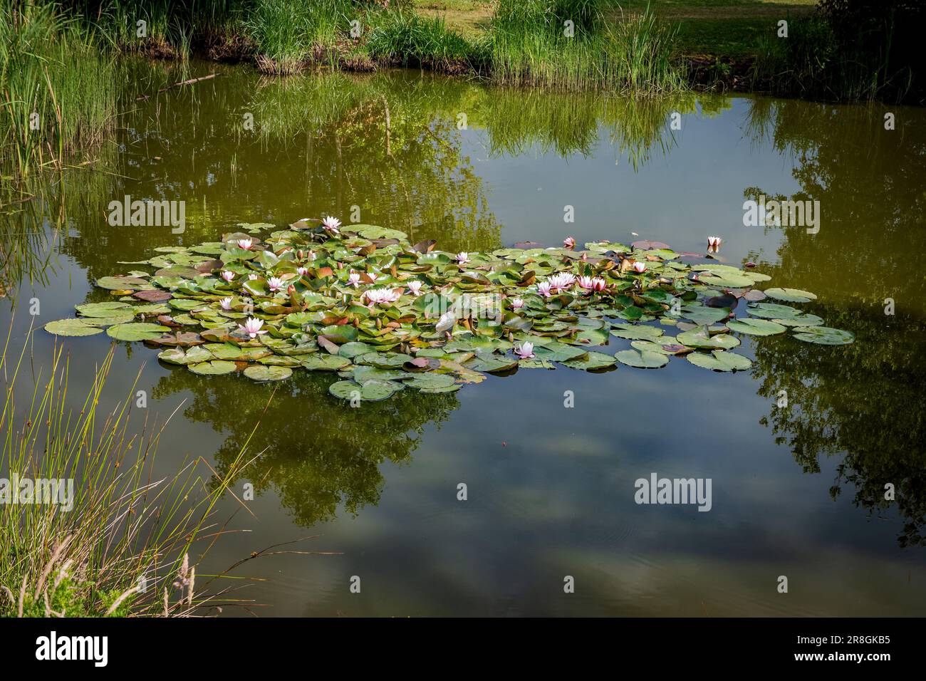 Aquatic rhizomatous hi-res stock photography and images - Alamy