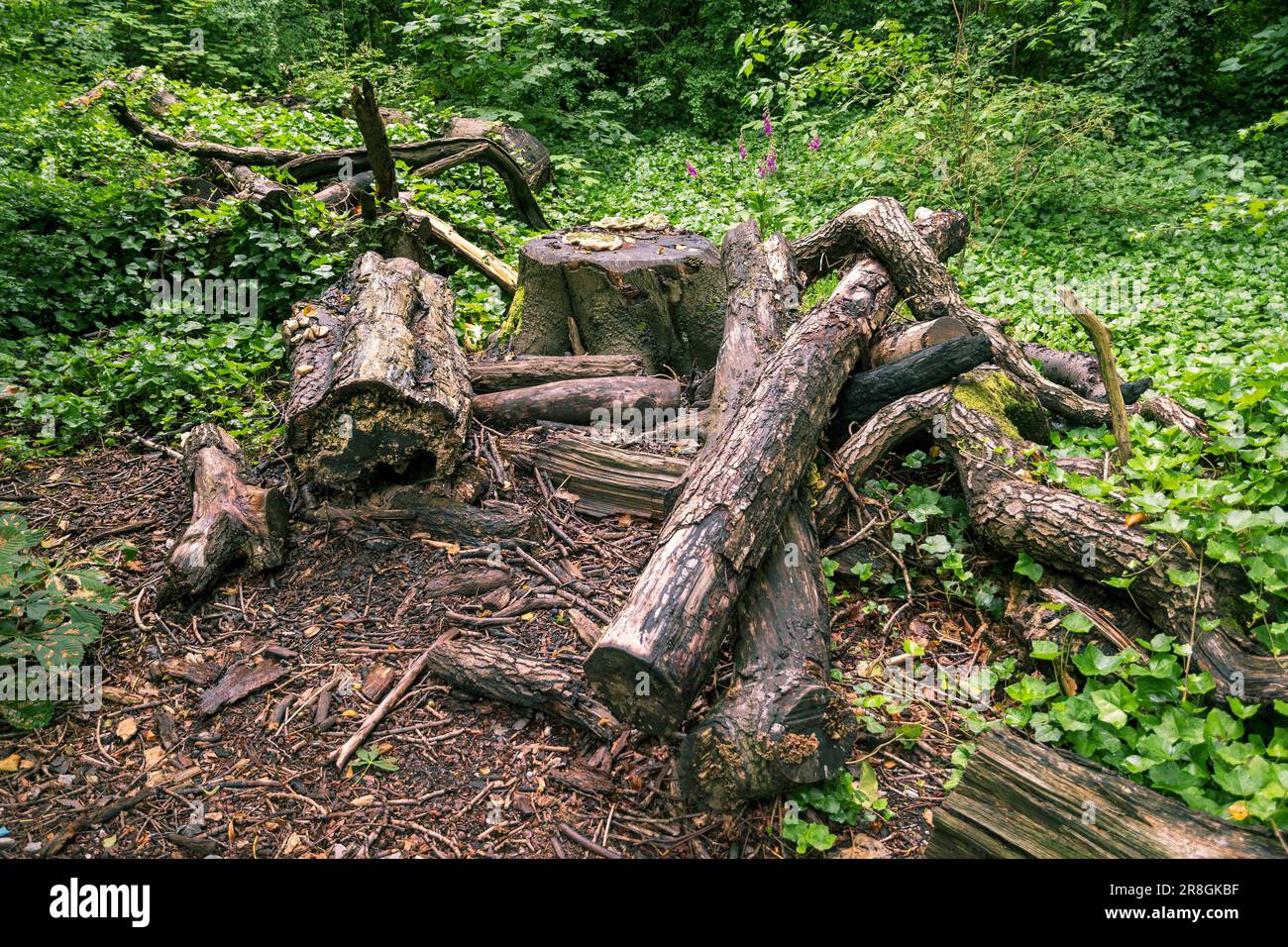Tree trunks floor hi-res stock photography and images - Alamy