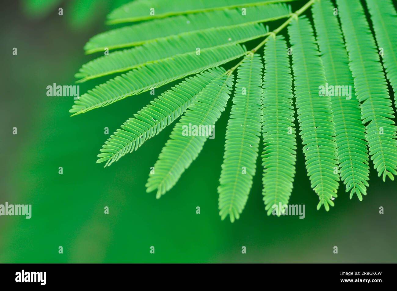 Acacia pennata, Tropical Acacia plant or Acacia pennata leaf Stock ...