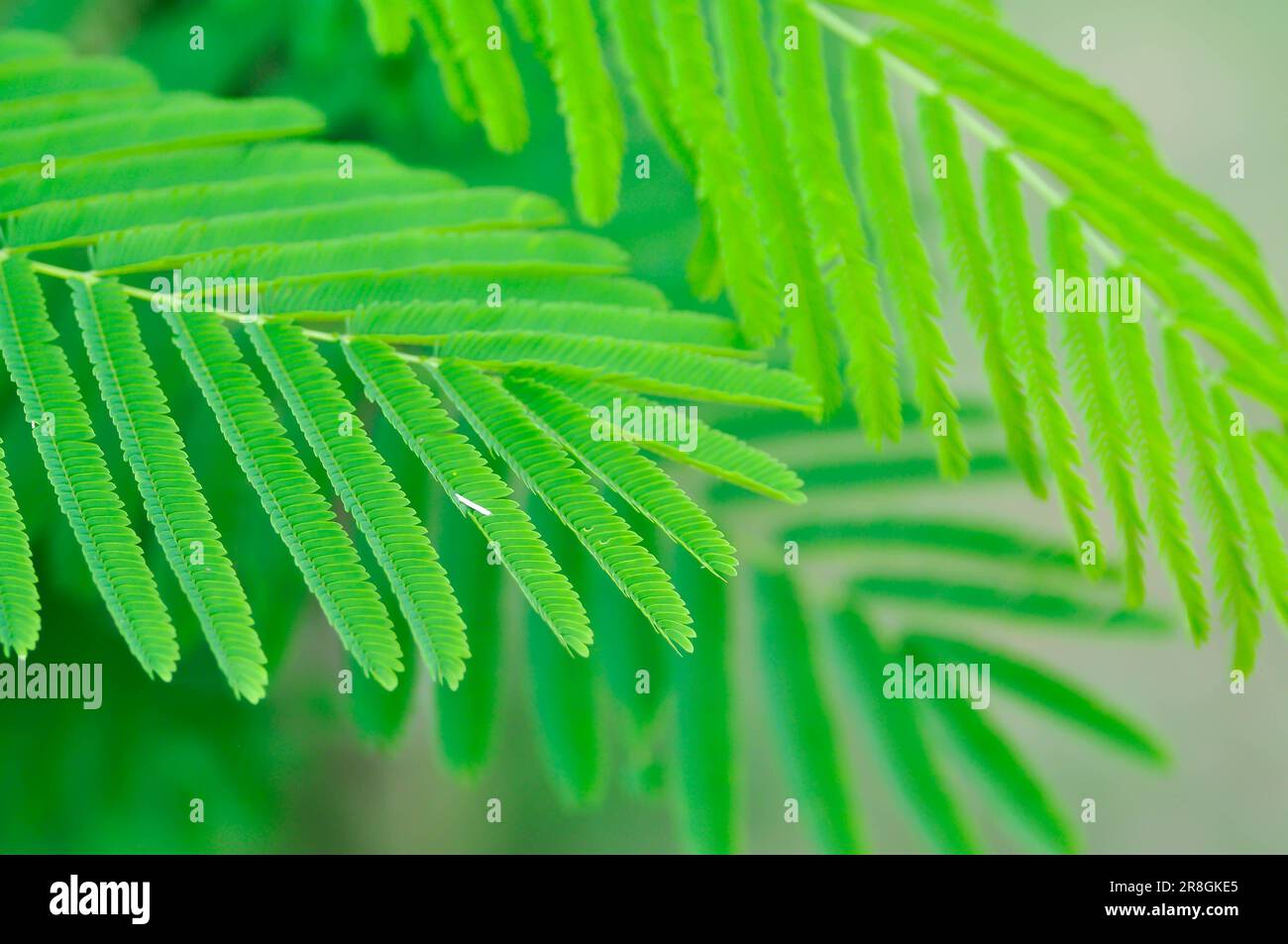 Acacia pennata, Tropical Acacia plant or Acacia pennata leaf Stock ...