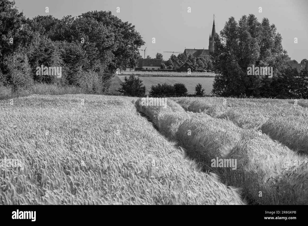 corn field in germany Stock Photo - Alamy