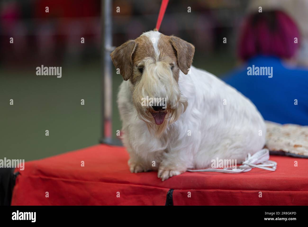 A Sealyham Terrier at the UK Vulnerable Native Breeds show Stock Photo ...