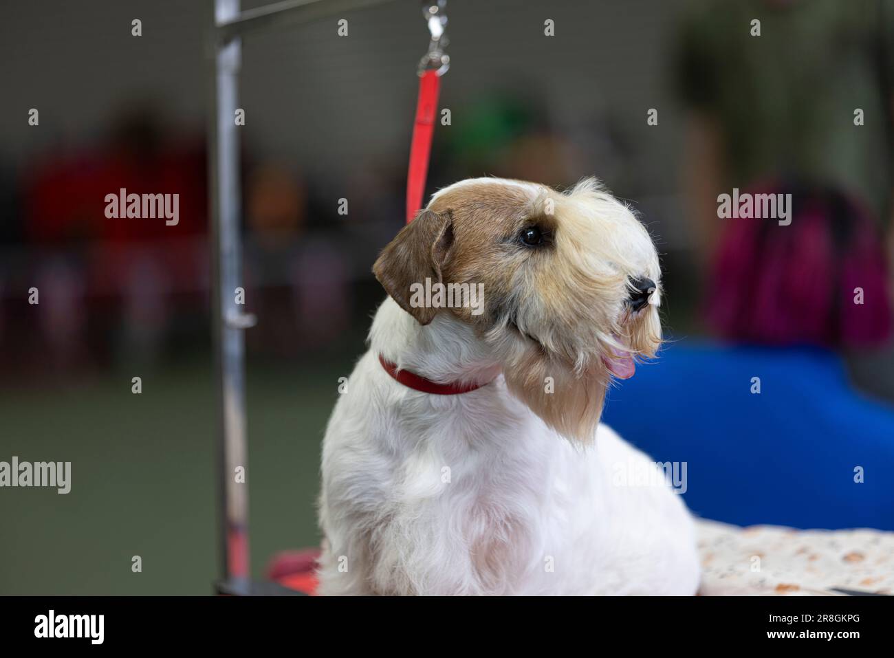 A Sealyham Terrier at the UK Vulnerable Native Breeds show Stock Photo ...