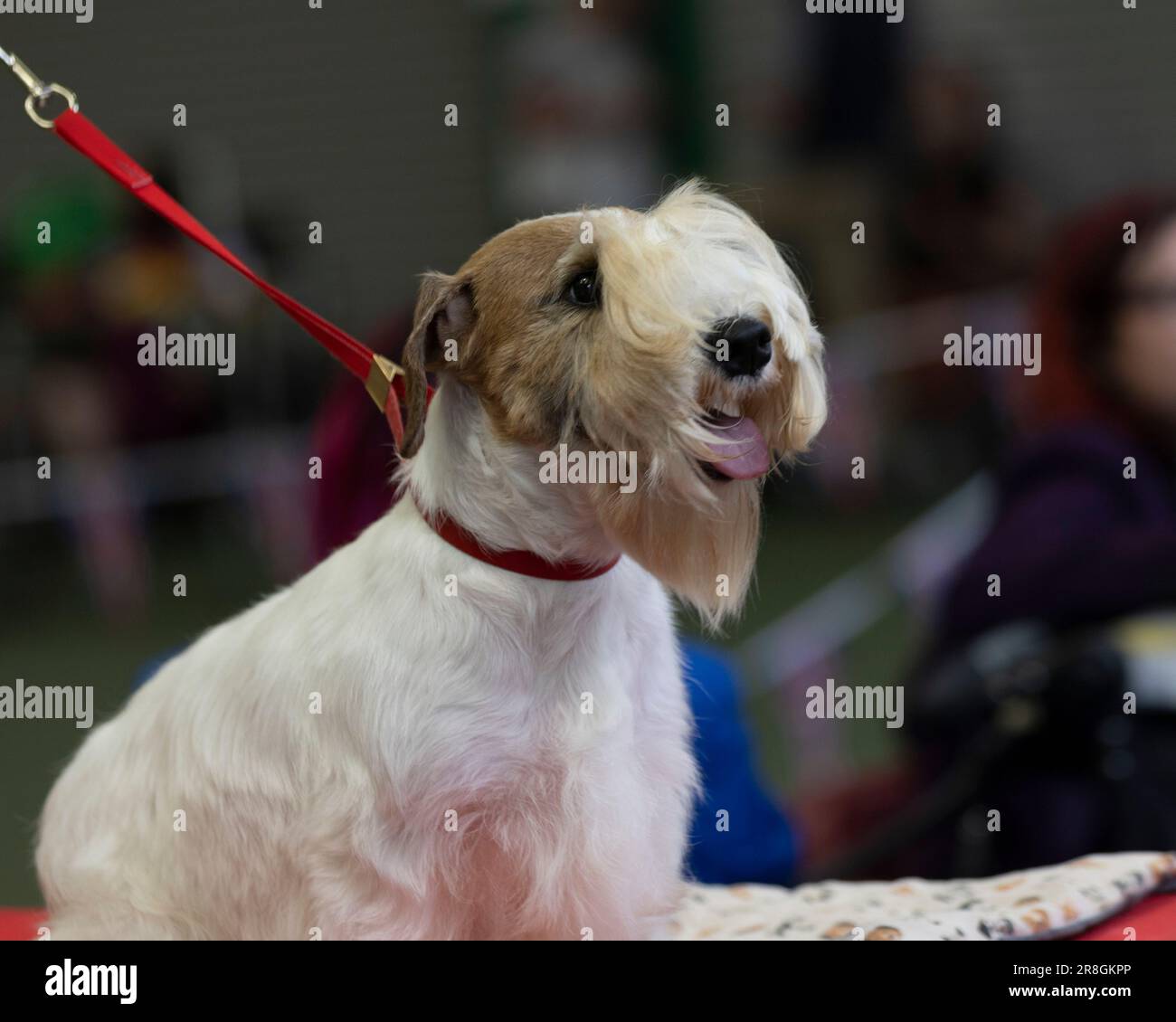 Vulnerable native breeds hi-res stock photography and images - Alamy