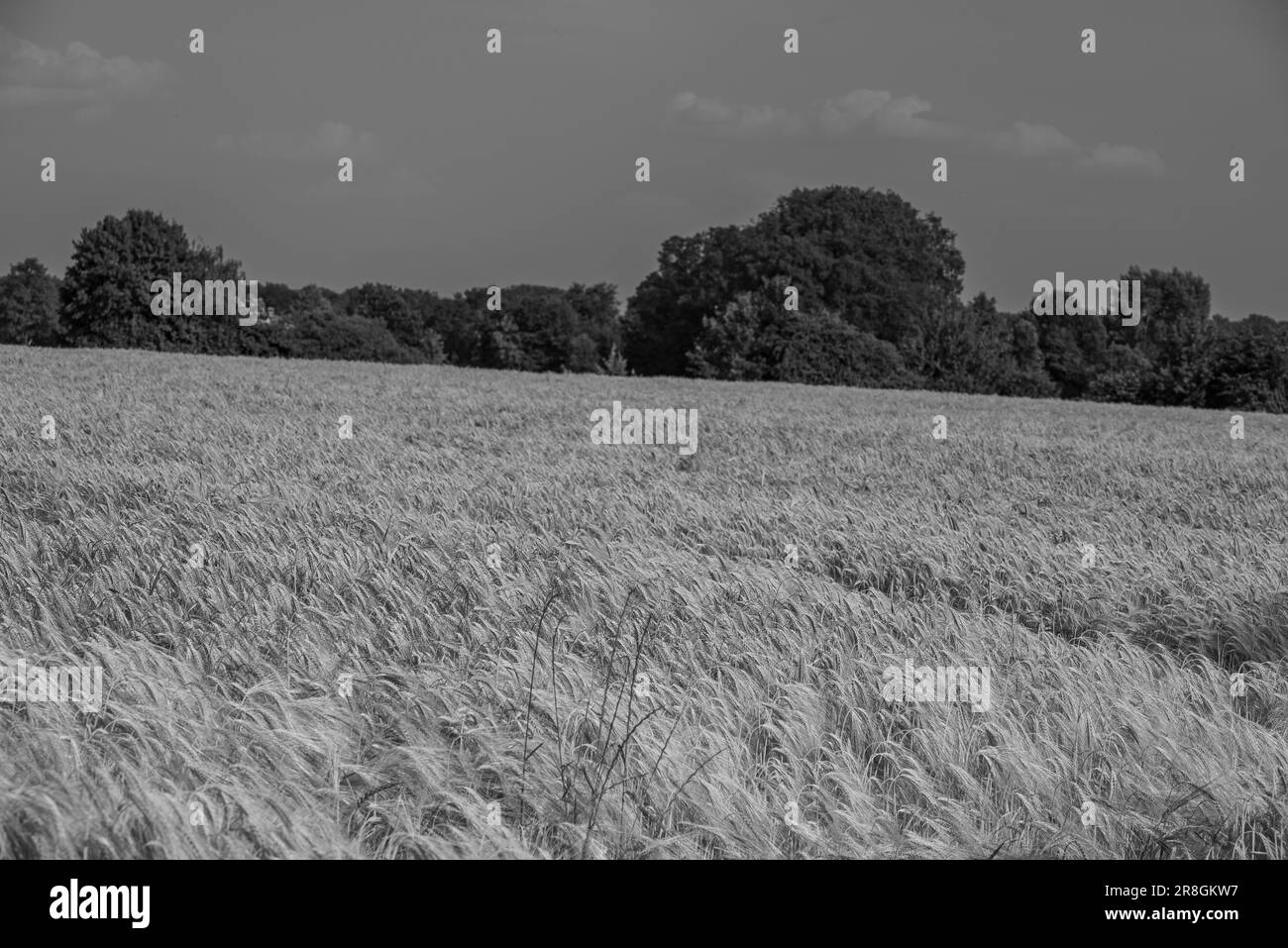 corn field in germany Stock Photo - Alamy