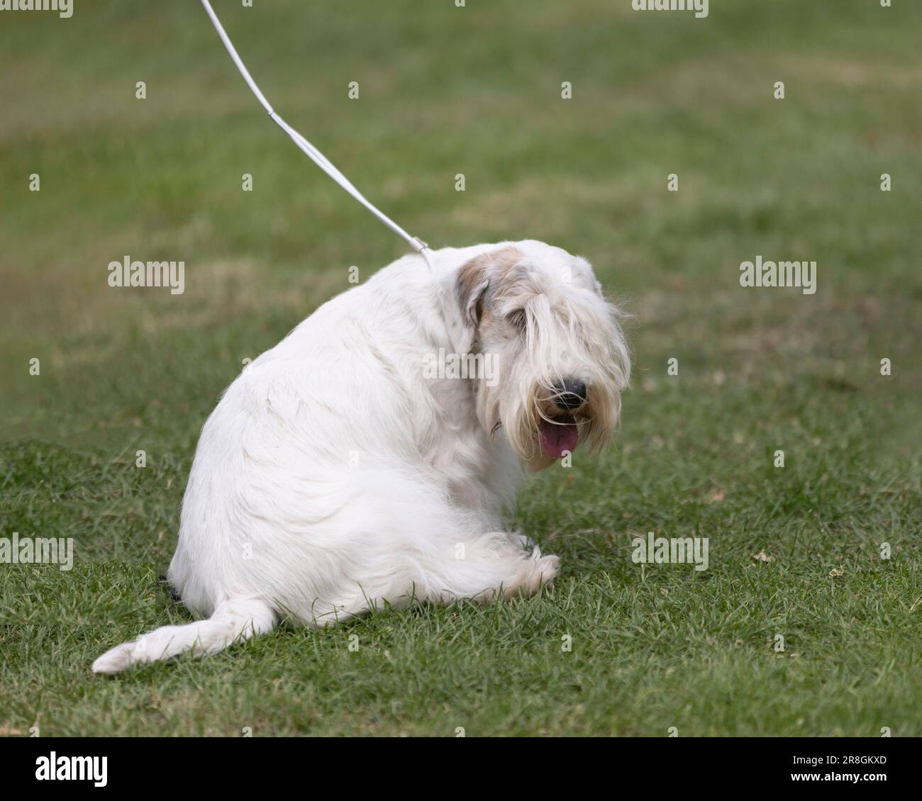 A Sealyham Terrier at the UK Vulnerable Native Breeds show Stock Photo ...