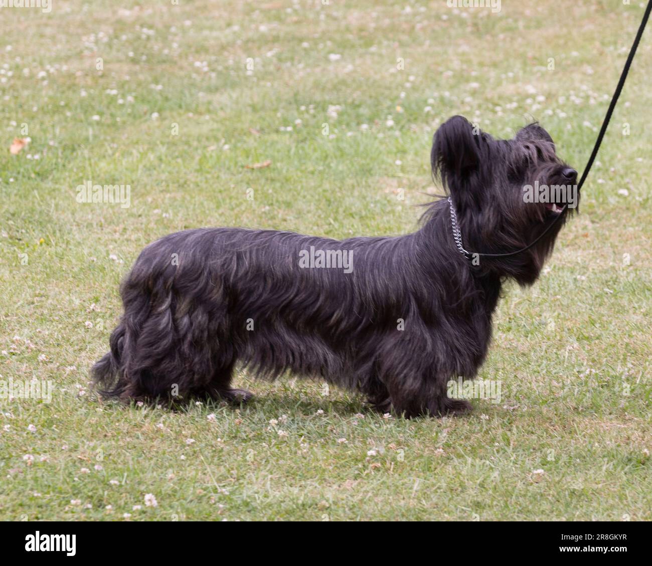 Uk native breeds hi-res stock photography and images - Alamy