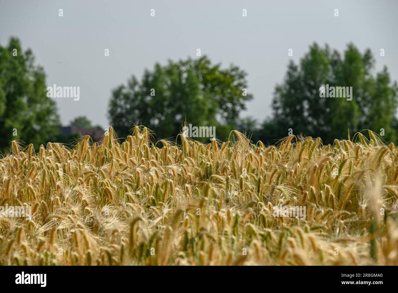 corn field in germany Stock Photo - Alamy